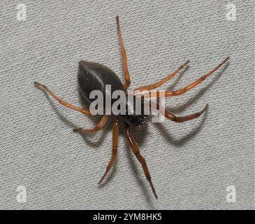 Broad-faced Sac Spider (Trachelas tranquillus) Arachnida Stock Photo ...