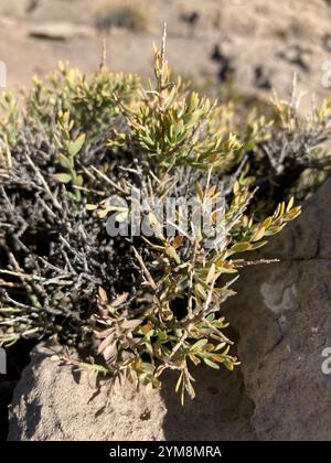 Spiny Greasebush (Glossopetalon spinescens Stock Photo - Alamy