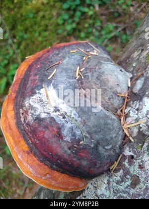 Northern Red Belt (Fomitopsis mounceae Stock Photo - Alamy