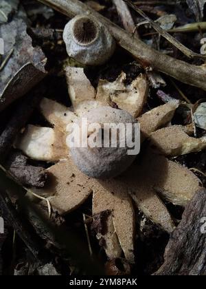 rounded earthstar (Geastrum saccatum Stock Photo - Alamy