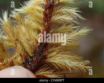 Golden Fuzzy Fen Moss (Tomentypnum nitens), Plantae, Yukon, Canada ...