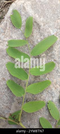 Pride of Bolivia (Tipuana tipu Stock Photo - Alamy