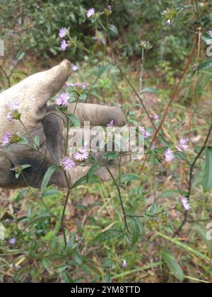 Smooth Elephant's Foot (Elephantopus nudatus Stock Photo - Alamy
