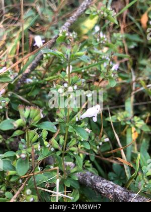 Georgia calamint (Clinopodium carolinianum Stock Photo - Alamy