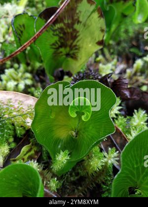 kidney fern (Hymenophyllum nephrophyllum Stock Photo - Alamy