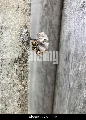 Asian Paper Wasp (Polistes chinensis), Insecta, Canterbury, NZ, There ...