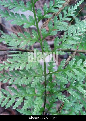 western black spleenwort (Asplenium onopteris) Plantae Stock Photo - Alamy