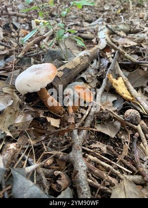Chestnut Bolete (Gyroporus castaneus Stock Photo - Alamy