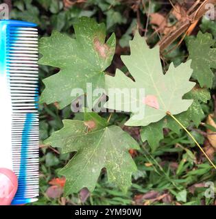 southern sugar maple (Acer floridanum) Plantae Stock Photo - Alamy