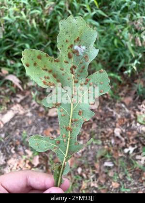 oak flake gall wasp (Neuroterus quercusverrucarum Stock Photo - Alamy