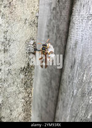 Asian paper wasp (Polistes chinensis) on nest Stock Photo - Alamy
