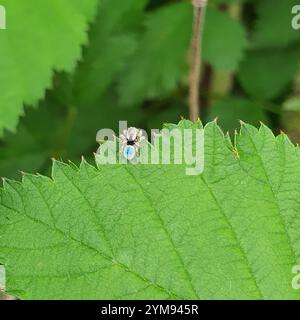 Unusual Peacock Spider (Maratus anomalus Stock Photo - Alamy