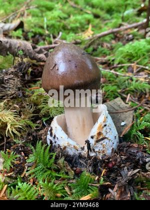 Western Grisette (Amanita pachycolea Stock Photo - Alamy