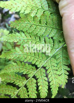 triploid wood fern (Dryopteris × triploidea Stock Photo - Alamy