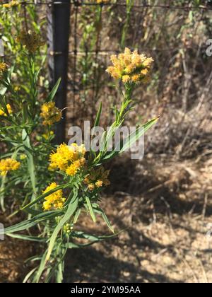 western goldenrod (Euthamia occidentalis Stock Photo - Alamy