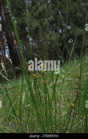 weak arctic sedge (Carex supina), Plantae, Пензенский р-н, Пензенская ...