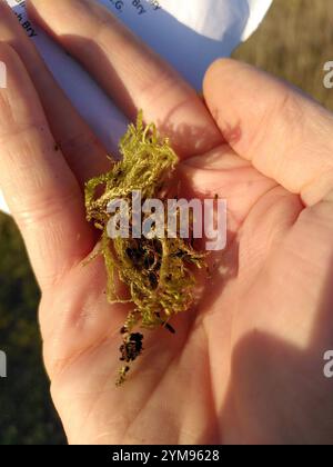Indian Feather-moss (Rhynchostegium megapolitanum), Plantae, Voorne ...