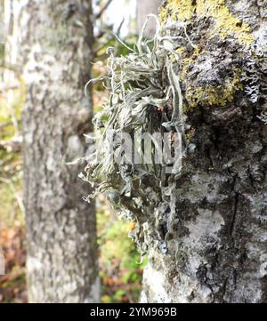 Cartilage Lichen (Ramalina fraxinea Stock Photo - Alamy