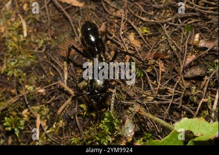 Giant Amazonian Ants (Dinoponera Stock Photo - Alamy