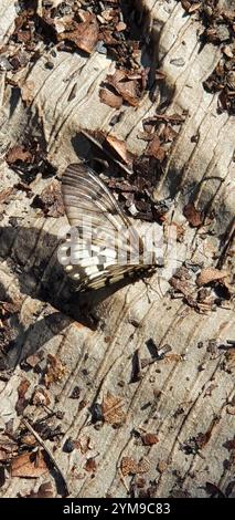 Glasswing (Acraea andromacha Stock Photo - Alamy