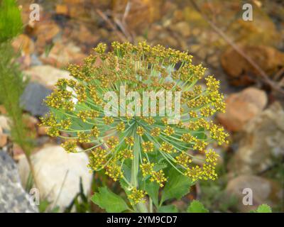Blisterbush (Notobubon galbanum Stock Photo - Alamy