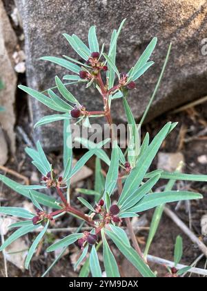 clark mountain spurge (Euphorbia exstipulata exstipulata Stock Photo ...