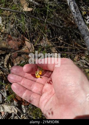 small-leaf parrot-pea (Dillwynia phylicoides Stock Photo - Alamy