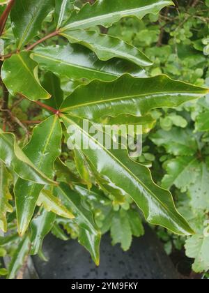 Raukawa (Raukaua edgerleyi Stock Photo - Alamy