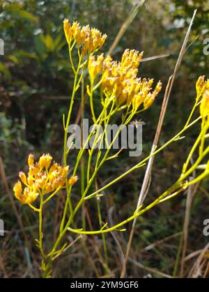 pineland rayless goldenrod (Bigelowia nudata Stock Photo - Alamy