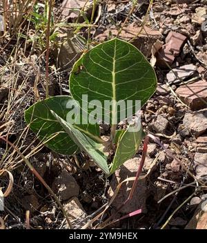 broadleaf milkweed (Asclepias latifolia Stock Photo - Alamy