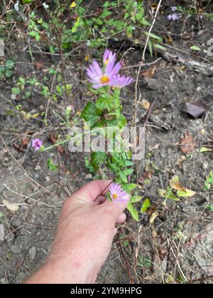 late purple aster (Symphyotrichum patens Stock Photo - Alamy
