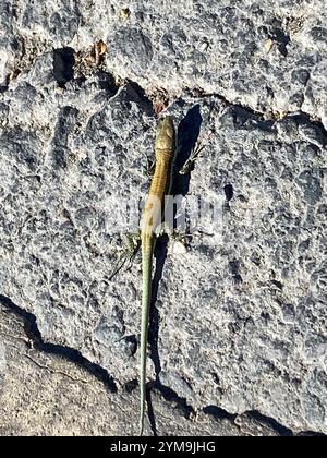 The Troodos Lizard, (Phoenicolacerta troodica Stock Photo - Alamy