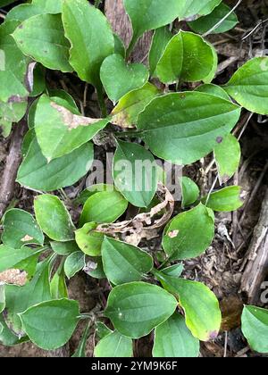 Smooth Parlin's pussytoes (Antennaria parlinii parlinii Stock Photo - Alamy