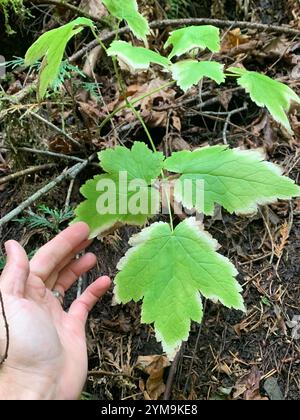 Tall Bugbane (Actaea elata Stock Photo - Alamy