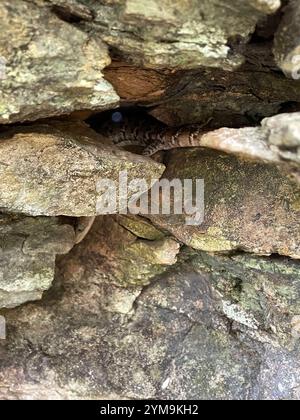 Texas Alligator Lizard Gerrhonotus infernalis adult in leaf litter of ...