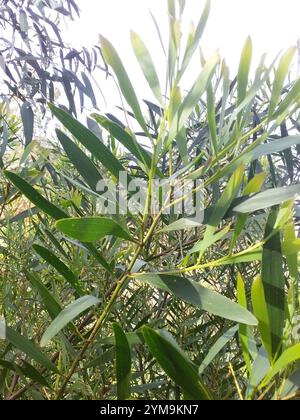 Golden Rods (Acacia longifolia longifolia Stock Photo - Alamy