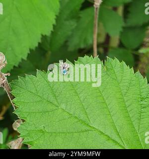 Unusual Peacock Spider (Maratus anomalus Stock Photo - Alamy
