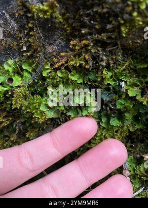 Common Chocolate Chip Lichen (Solorina saccata Stock Photo - Alamy
