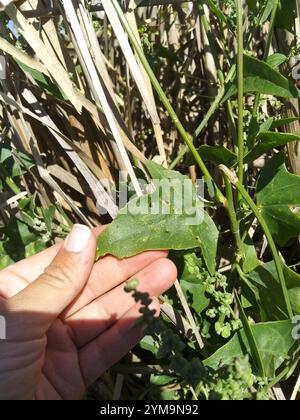 Russian atriplex (Atriplex micrantha Stock Photo - Alamy