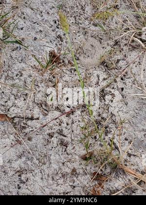 dune sandbur (Cenchrus tribuloides Stock Photo - Alamy