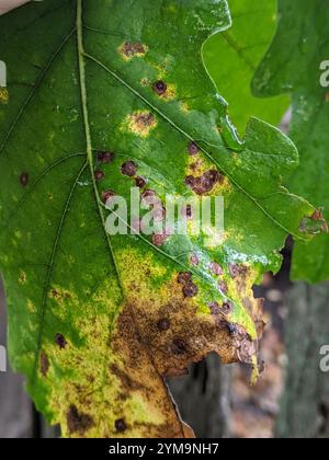 Jumping Gall Wasp (Neuroterus saltarius Stock Photo - Alamy