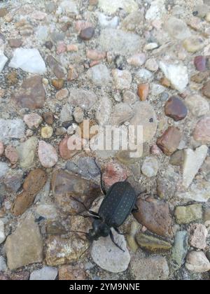 Black Caterpillar Hunter (Calosoma sayi Stock Photo - Alamy