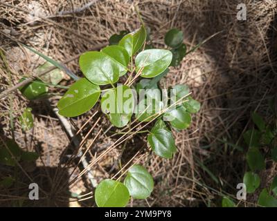 desert jasmine (Jasminum didymum Stock Photo - Alamy