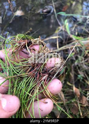Capitate Spikerush (Eleocharis flavescens olivacea Stock Photo - Alamy