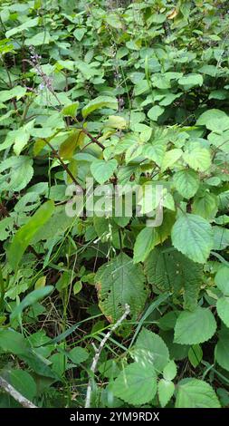 pink fly bush (Plectranthus fruticosus Stock Photo - Alamy