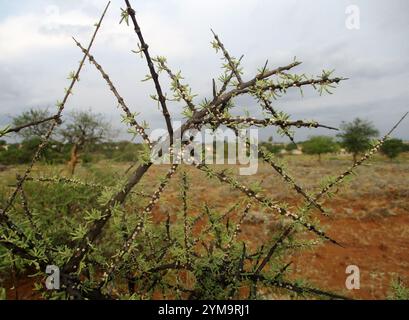 Kalahari Gold (Rhigozum brevispinosum Stock Photo - Alamy