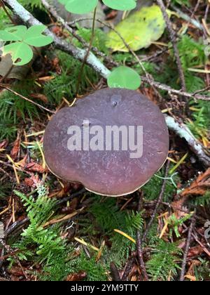 Zeller's bolete (Xerocomellus zelleri Stock Photo - Alamy