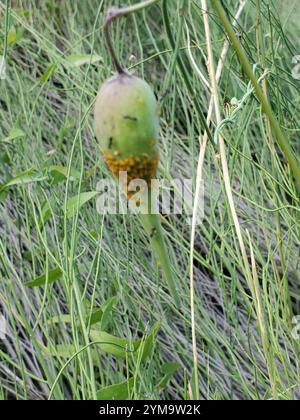 climbing milkweed (Funastrum cynanchoides Stock Photo - Alamy