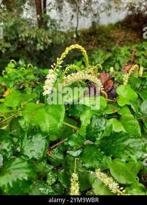 Mignonette vine (Anredera cordifolia Stock Photo - Alamy