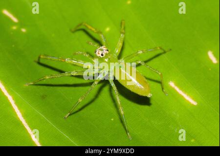 Translucent Green Jumping Spiders (Lyssomanes Stock Photo - Alamy